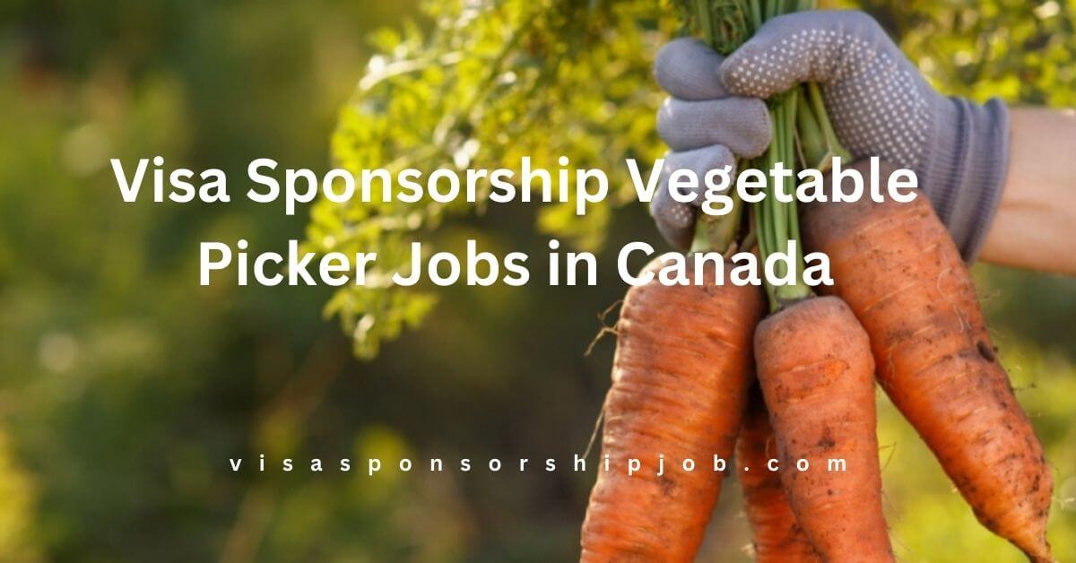 Visa Sponsorship Vegetable Picker Jobs in Canada 2025